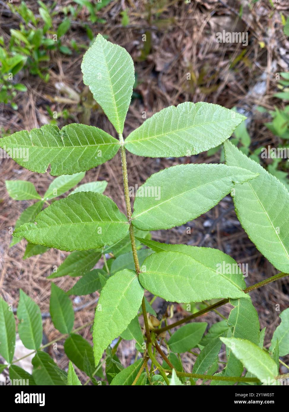 sand hickory (Carya pallida) Plantae Stock Photo - Alamy
