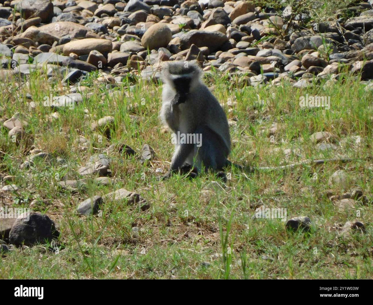 Southern Vervet Monkey (Chlorocebus pygerythrus pygerythrus) Mammalia ...