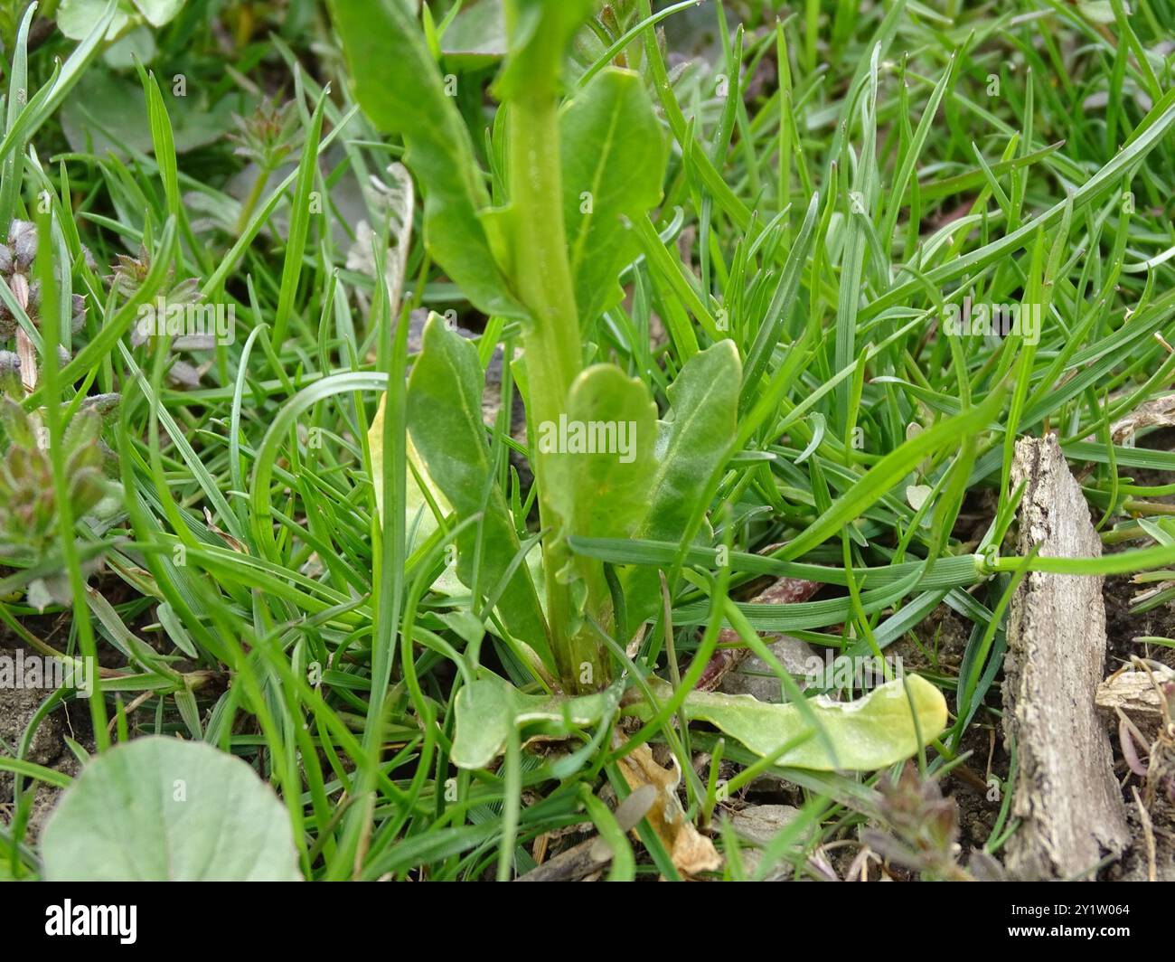 field penny-cress (Thlaspi arvense) Plantae Stock Photo - Alamy