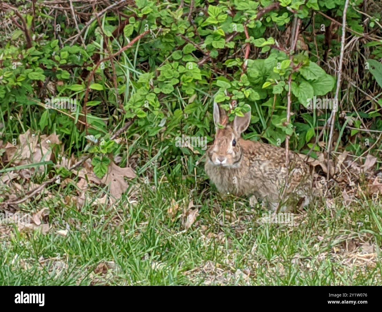 Eastern Cottontail (Sylvilagus floridanus) Mammalia Stock Photo - Alamy