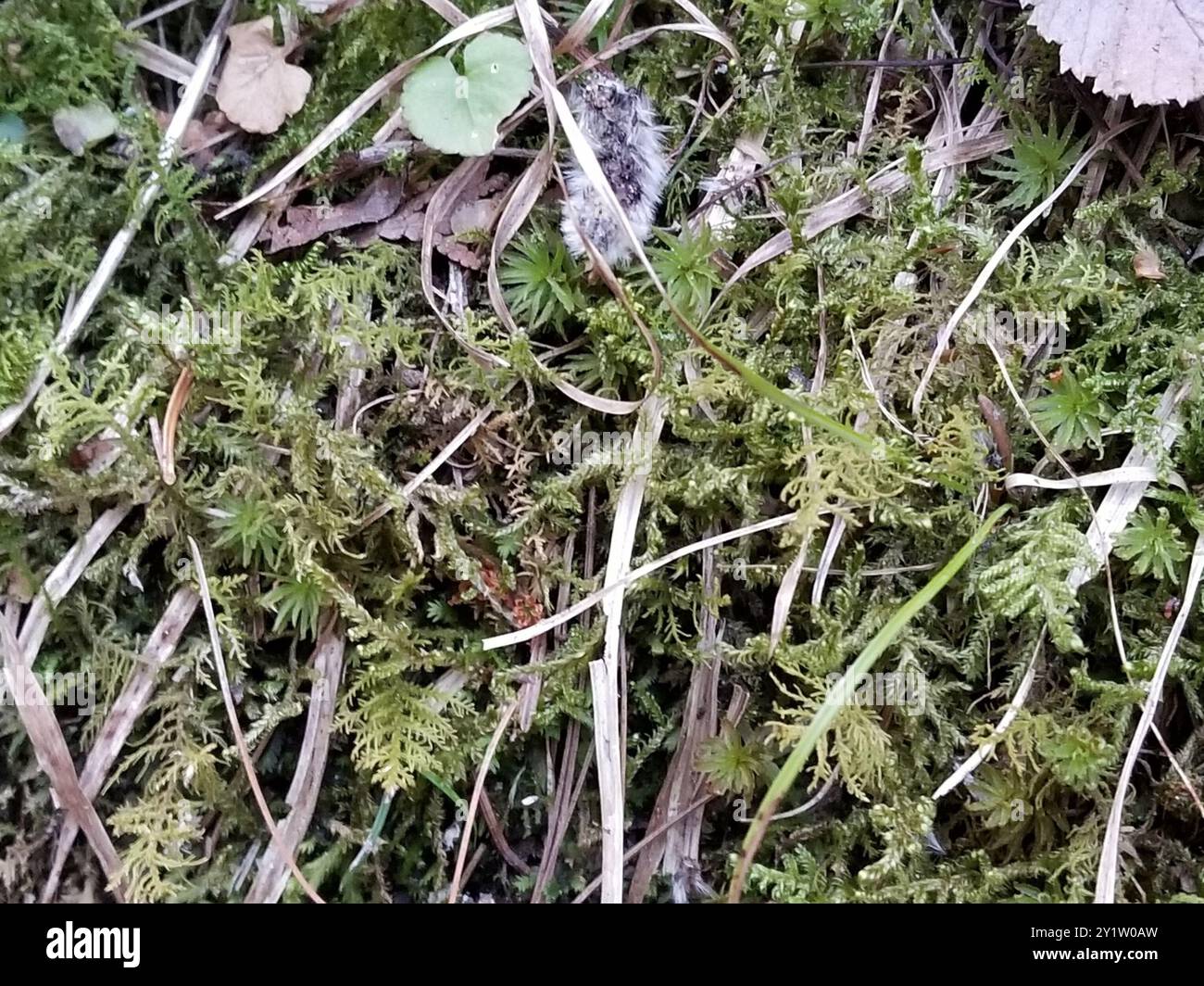 delicate fern moss (Thuidium delicatulum) Plantae Stock Photo - Alamy