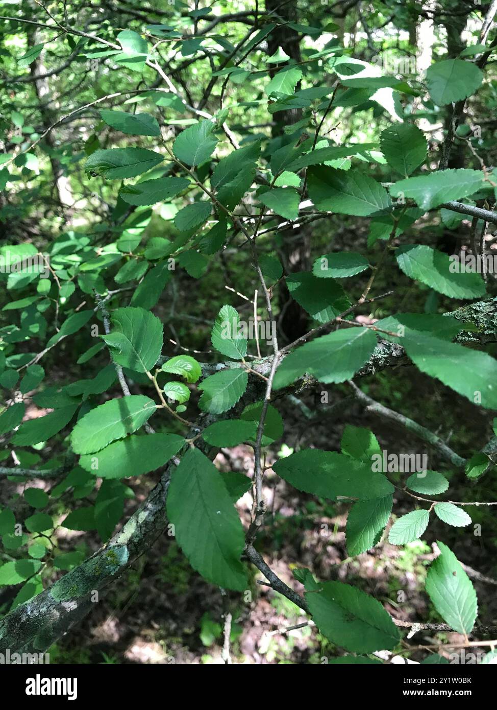 Cedar Elm (Ulmus crassifolia) Plantae Stock Photo - Alamy