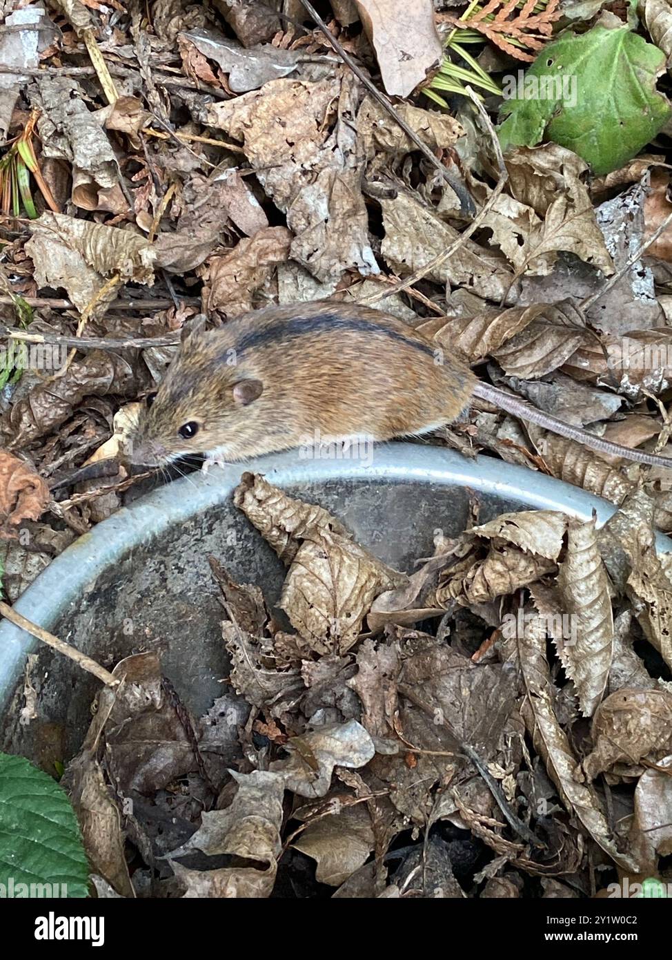 Striped Field Mouse (Apodemus agrarius) Mammalia Stock Photo - Alamy