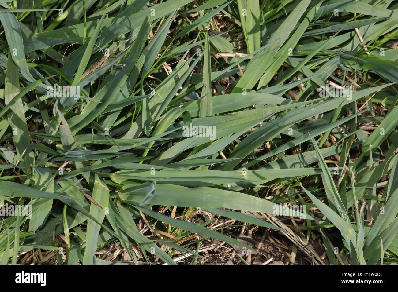 Yorkshire fog (Holcus lanatus) Plantae Stock Photo - Alamy