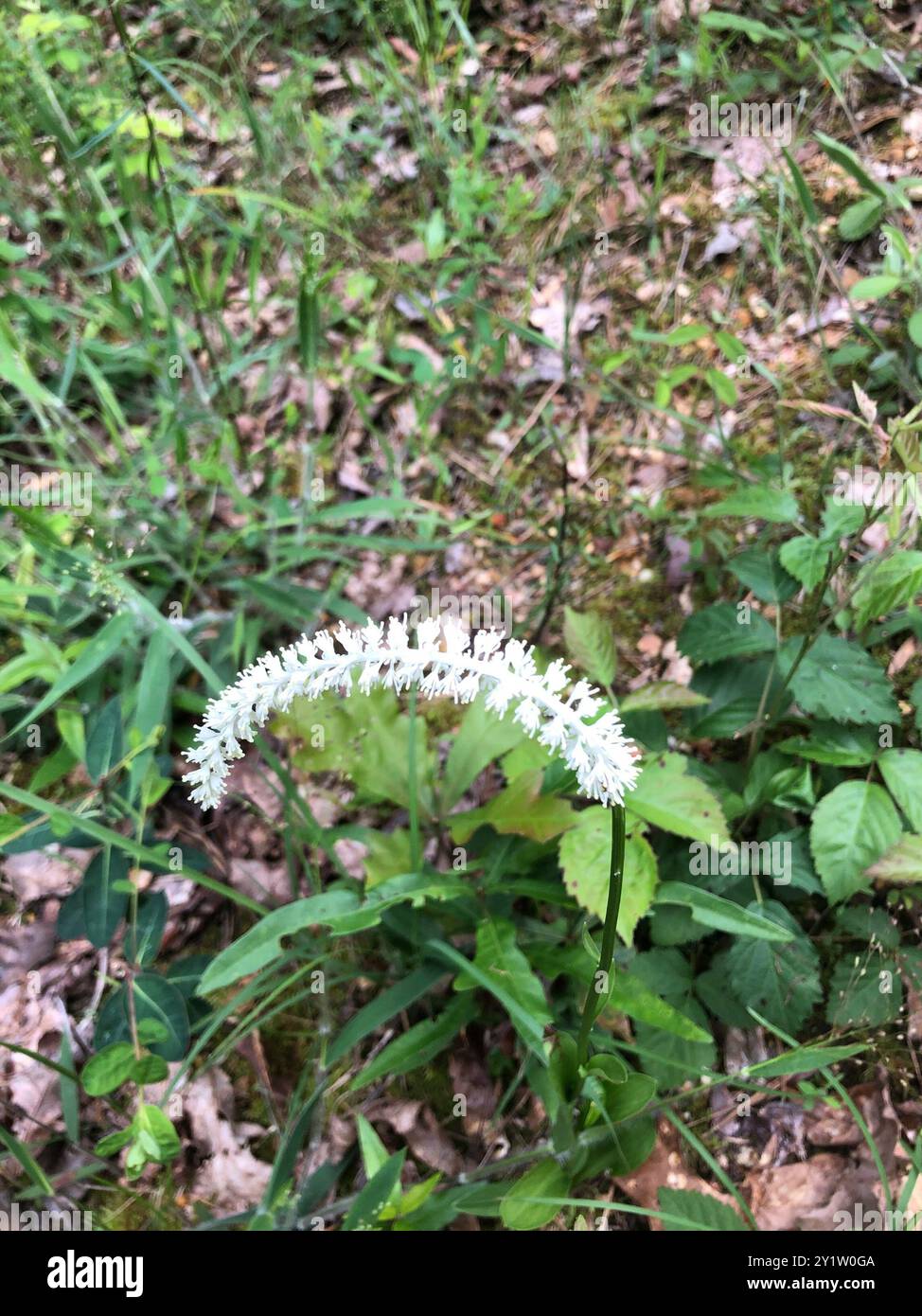 devil's bit (Chamaelirium luteum) Plantae Stock Photo - Alamy