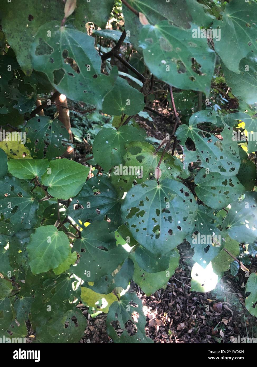 Kawakawa (Piper excelsum) Plantae Stock Photo - Alamy