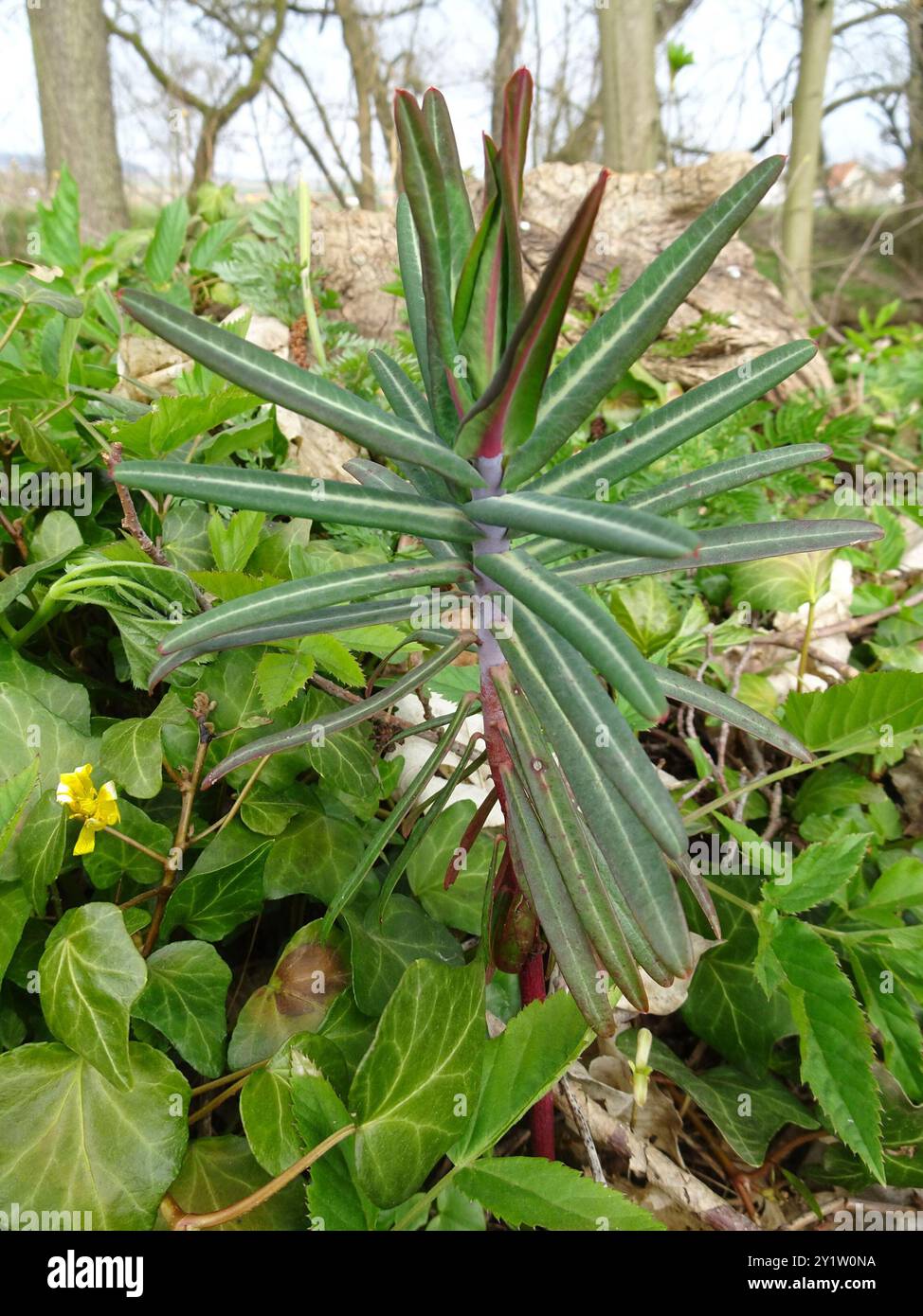 caper spurge (Euphorbia lathyris) Plantae Stock Photo - Alamy
