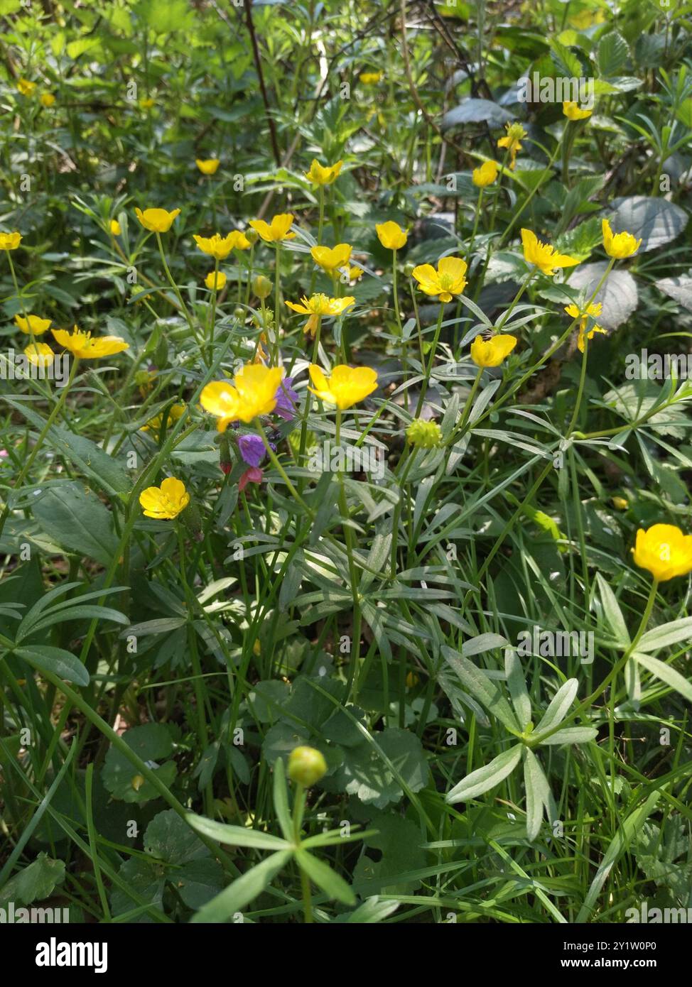 Goldilocks Buttercup (Ranunculus auricomus) Plantae Stock Photo - Alamy