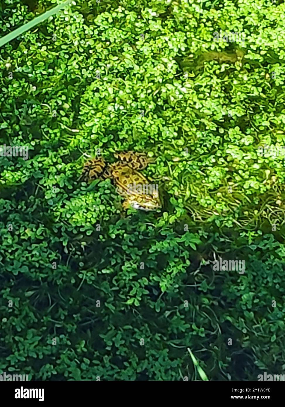 Water Frogs (Pelophylax) Amphibia Stock Photo - Alamy