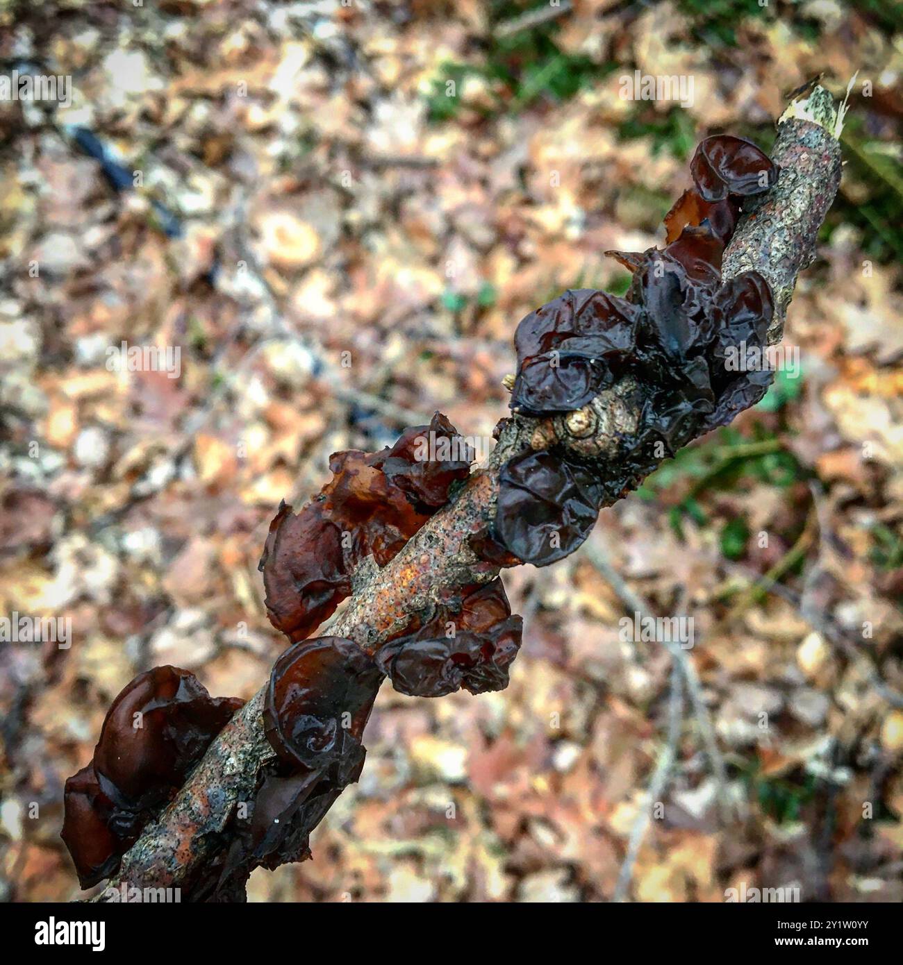 American Amber Jelly Fungus (Exidia crenata) Fungi Stock Photo - Alamy