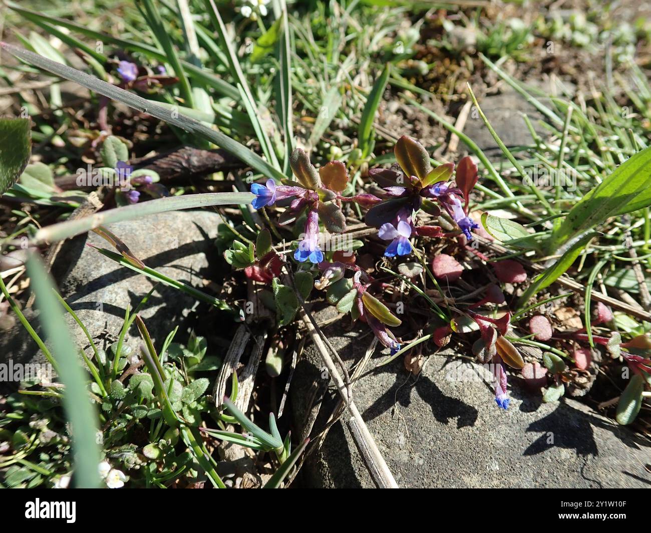 small-flowered blue-eyed mary (Collinsia parviflora) Plantae Stock ...
