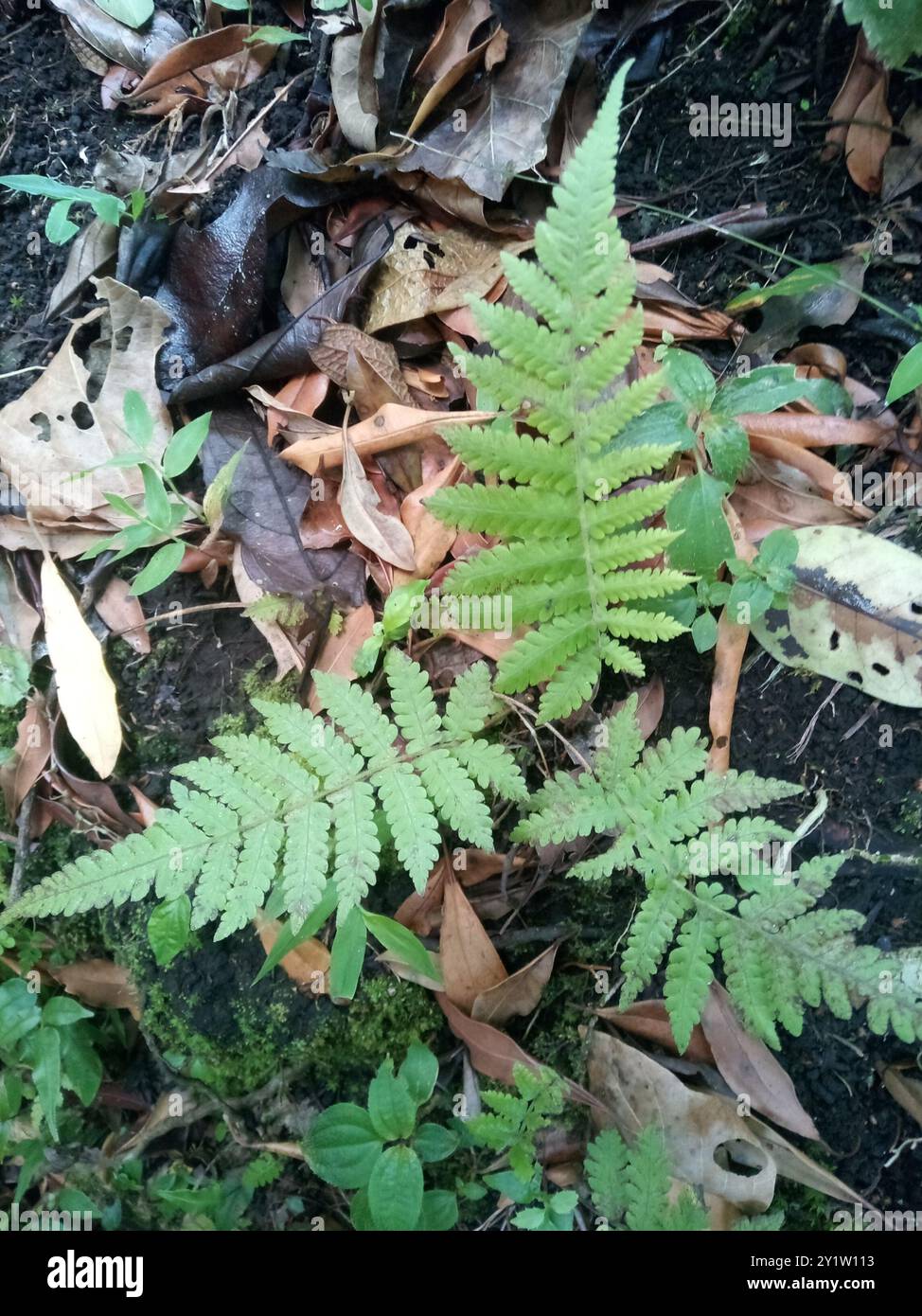 ferns (Polypodiopsida) Plantae Stock Photo - Alamy