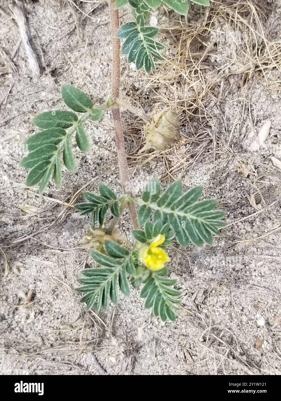 puncture vine (Tribulus terrestris) Plantae Stock Photo - Alamy