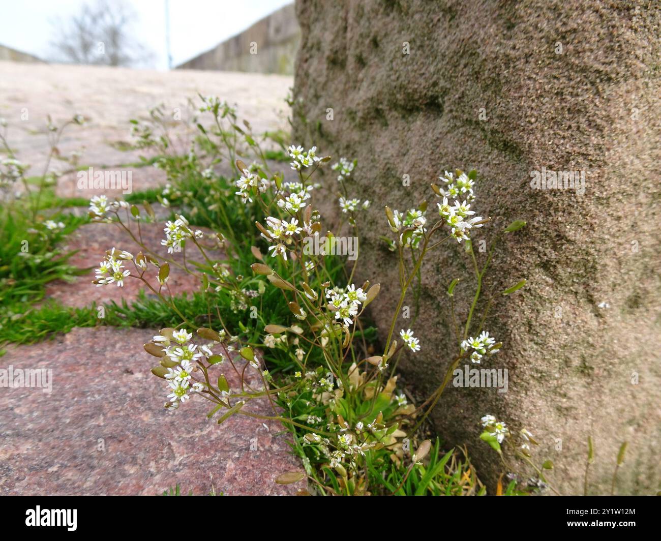 Common Whitlowgrass (Draba verna) Plantae Stock Photo - Alamy