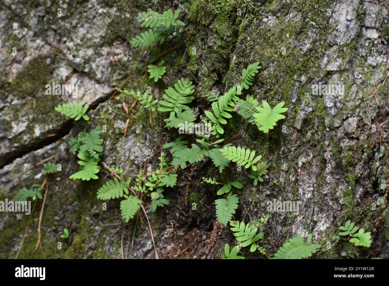 resurrection fern (Pleopeltis michauxiana) Plantae Stock Photo - Alamy