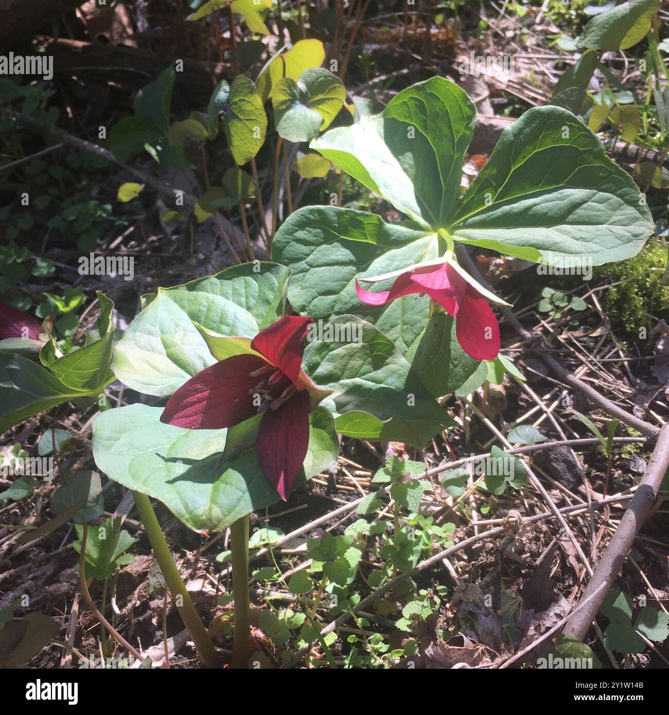 red trillium (Trillium erectum) Plantae Stock Photo - Alamy