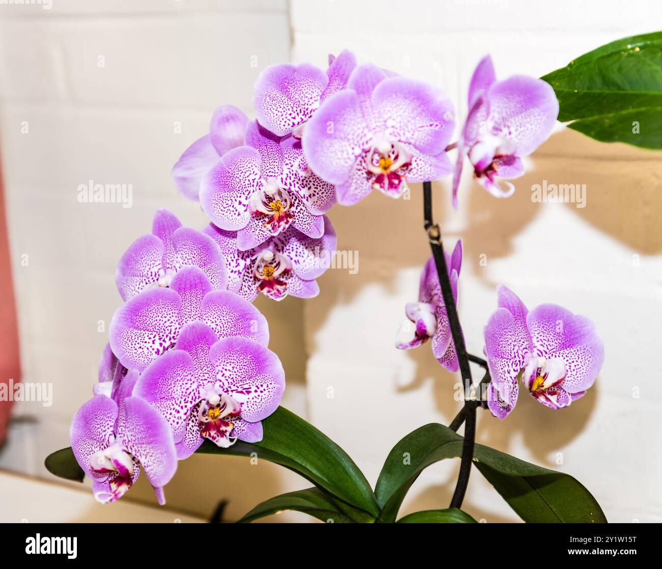 Otterton Village Hall Flower Show Stock Photo - Alamy