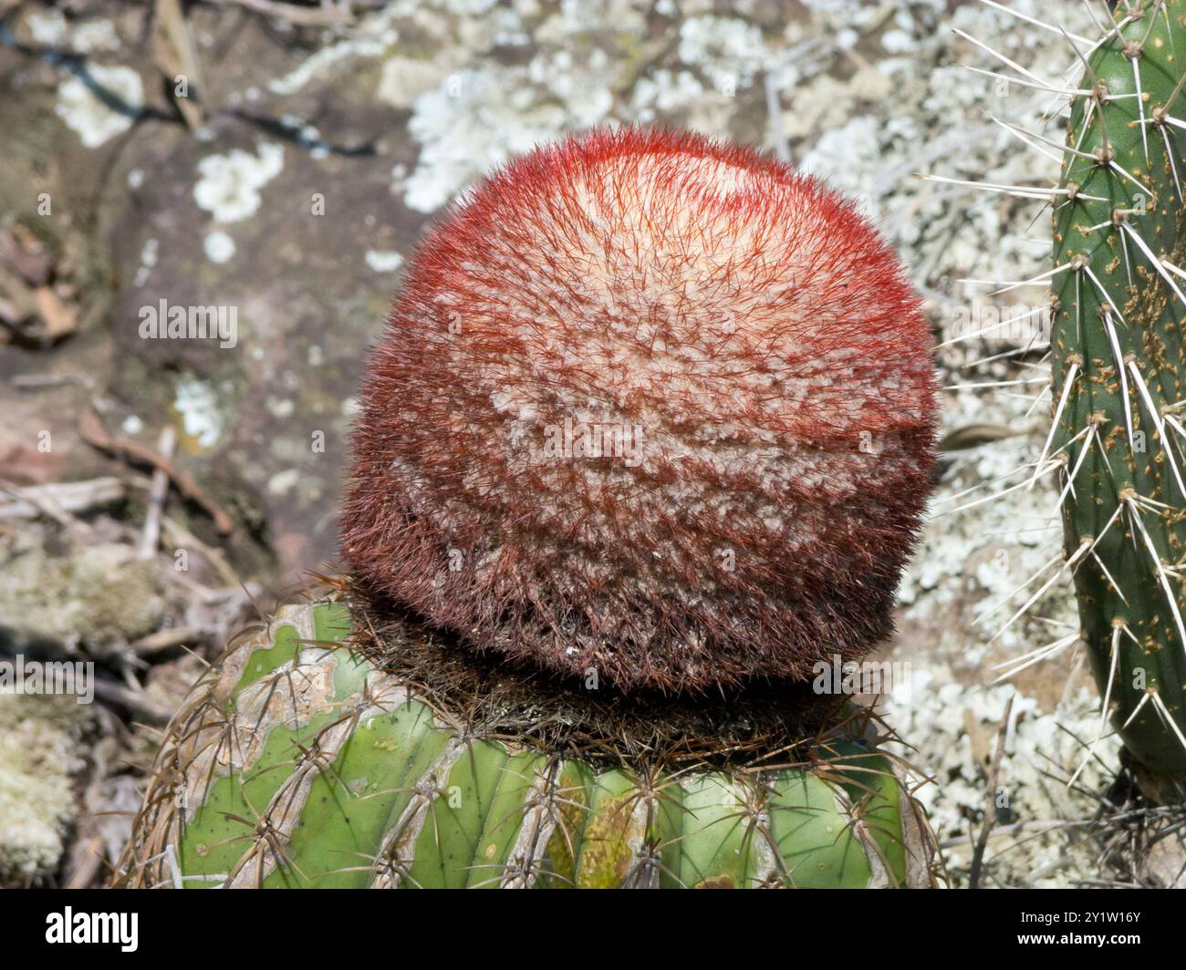 (Melocactus andinus hernandezii) Plantae Stock Photo - Alamy