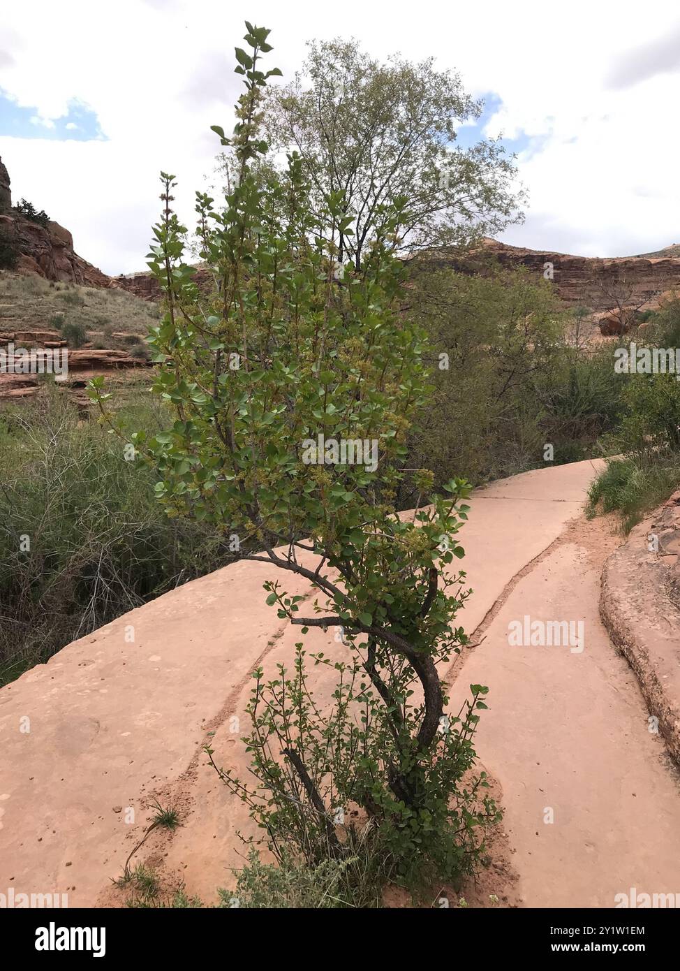 single-leaf ash (Fraxinus anomala) Plantae Stock Photo - Alamy
