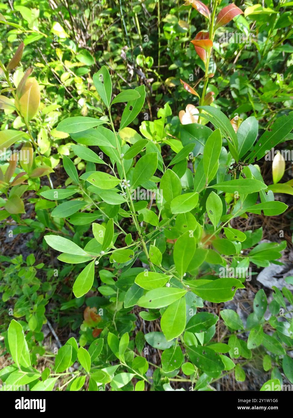 gallberry (Ilex glabra) Plantae Stock Photo - Alamy