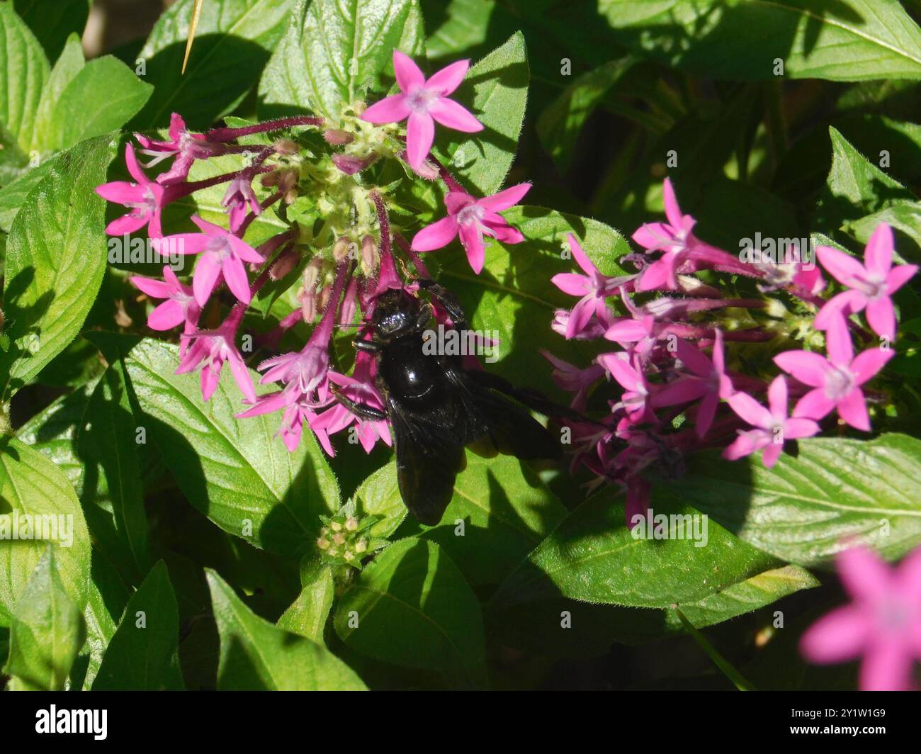 (Bombus morio) Insecta Stock Photo - Alamy