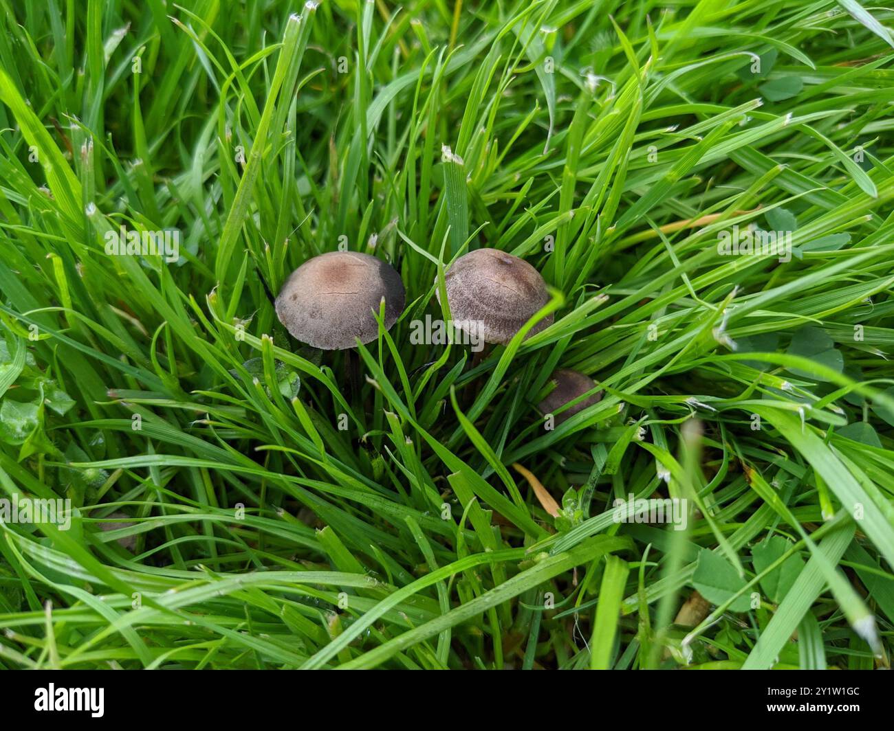 Banded Mottlegill (Panaeolus cinctulus) Fungi Stock Photo - Alamy