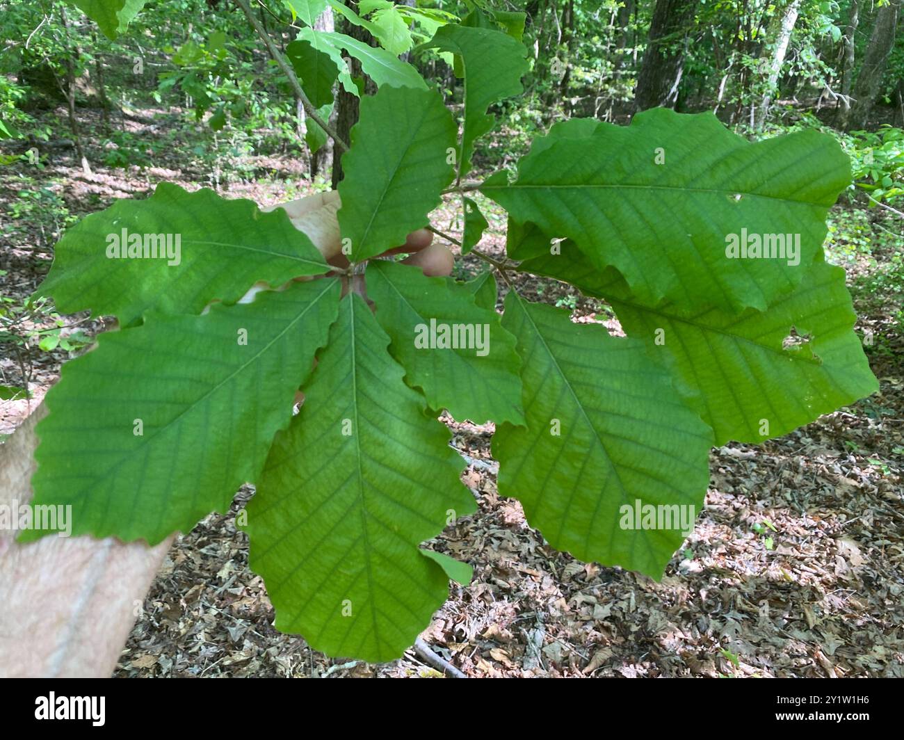 swamp chestnut oak (Quercus michauxii) Plantae Stock Photo - Alamy