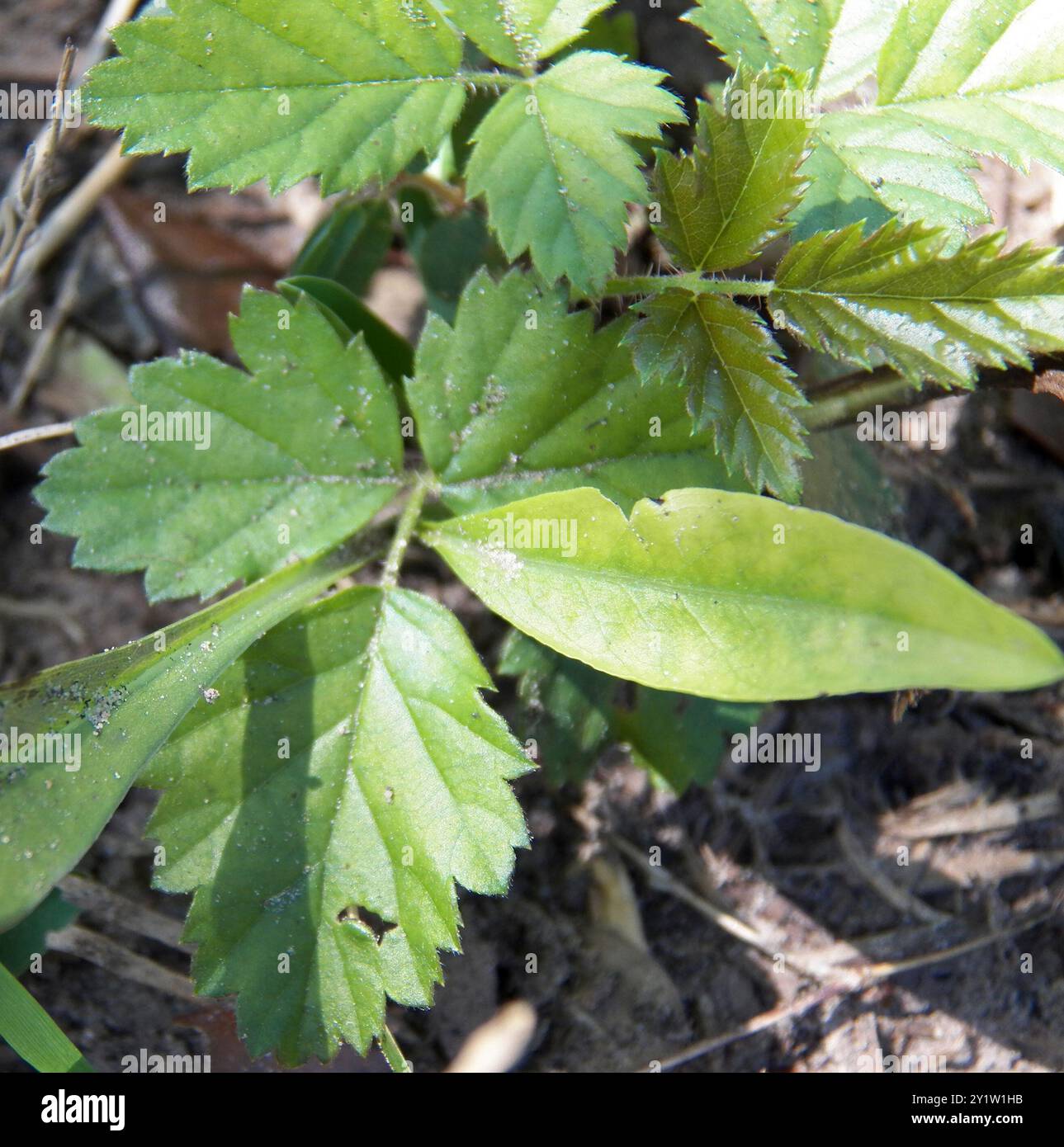 southern dewberry (Rubus trivialis) Plantae Stock Photo - Alamy