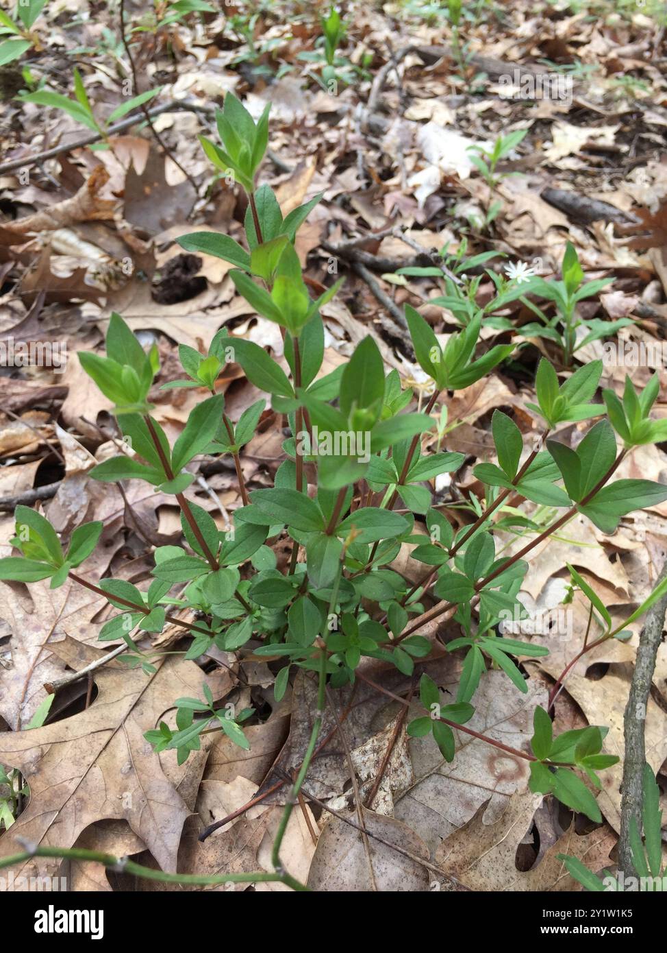 licorice bedstraw (Galium circaezans) Plantae Stock Photo - Alamy