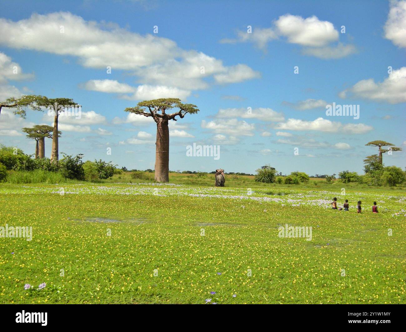 Baobab trees in Morondava, Madagascar Stock Photo - Alamy