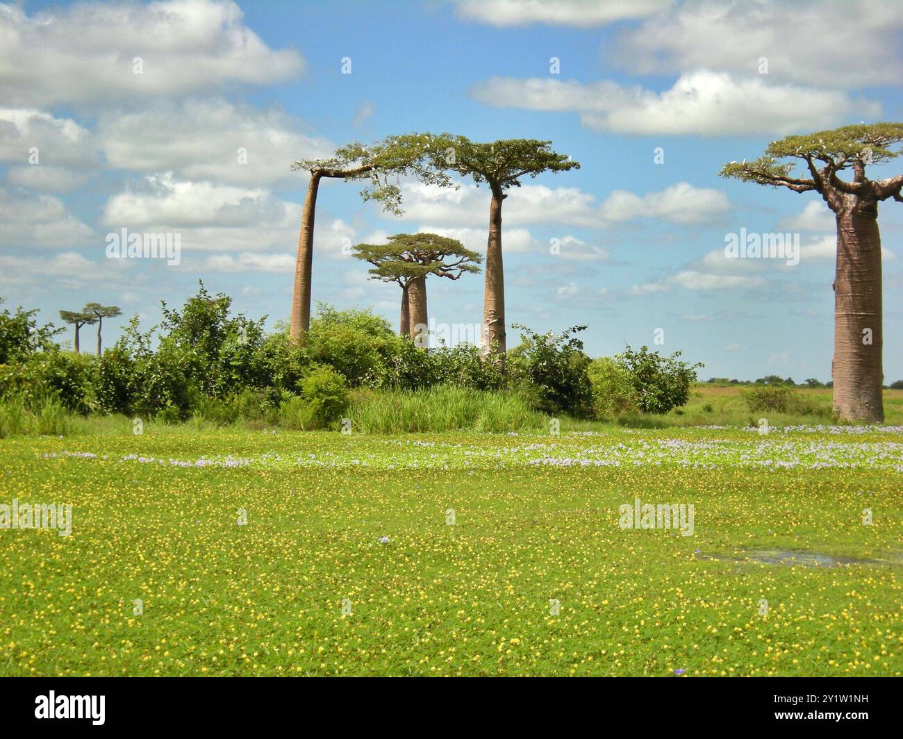 Baobab trees in Morondava, Madagascar Stock Photo - Alamy