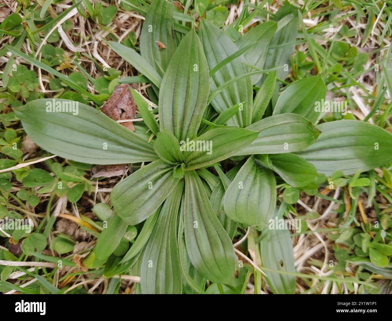 ribwort plantain (Plantago lanceolata) Plantae Stock Photo - Alamy