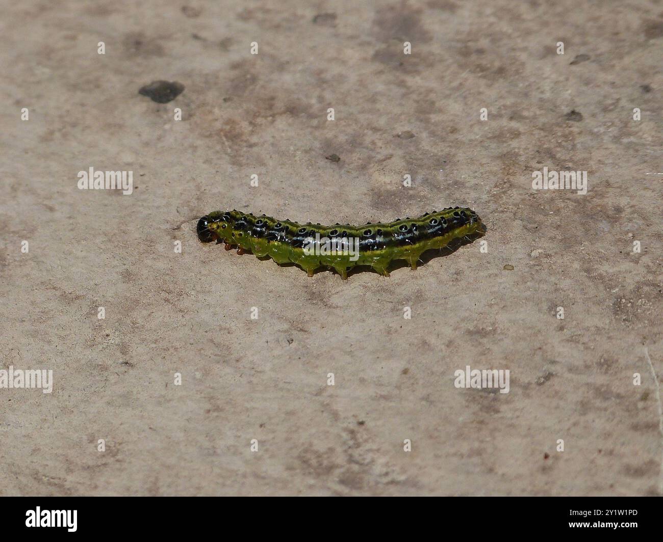 Box Tree Moth (Cydalima perspectalis) Insecta Stock Photo - Alamy