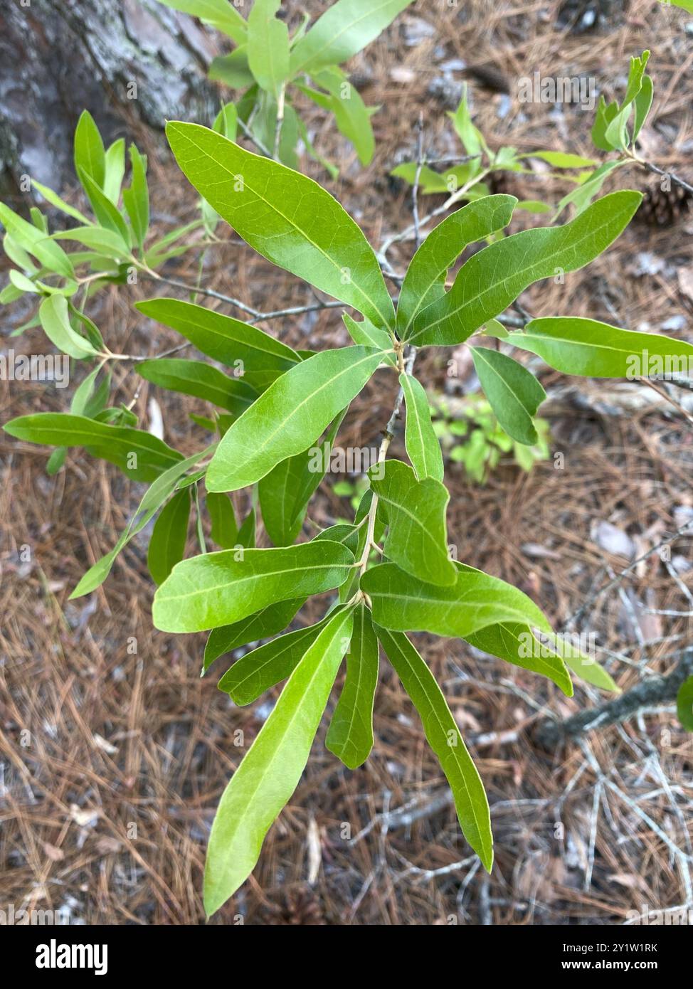 Quercus incana hi-res stock photography and images - Alamy