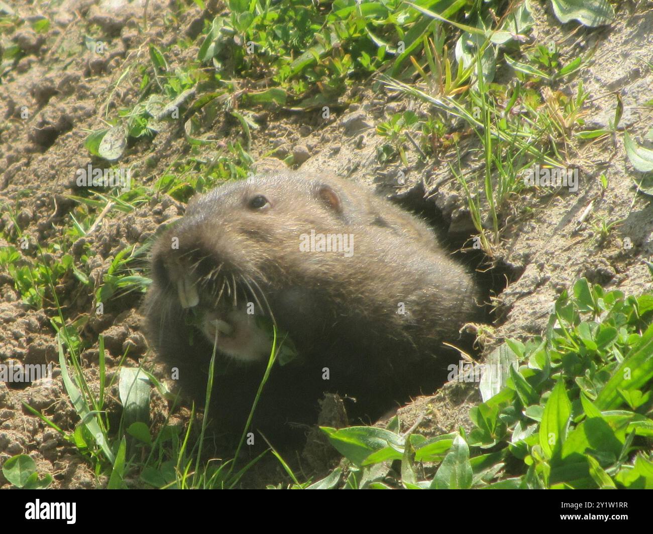 Camas Pocket Gopher (Thomomys bulbivorus) Mammalia Stock Photo - Alamy