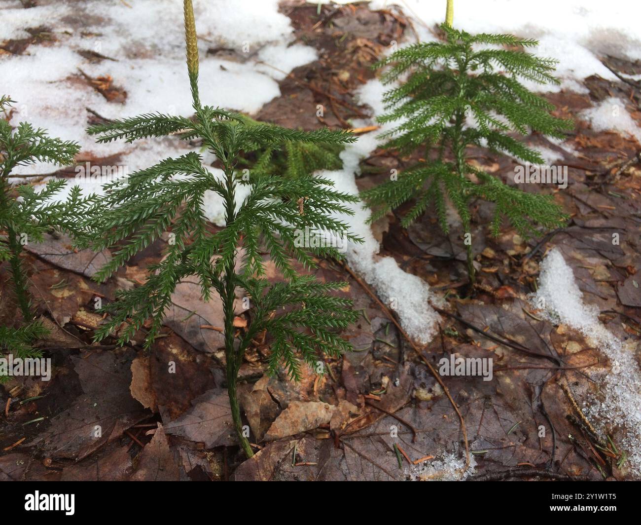 flat-branched tree-clubmoss (Dendrolycopodium obscurum) Plantae Stock ...