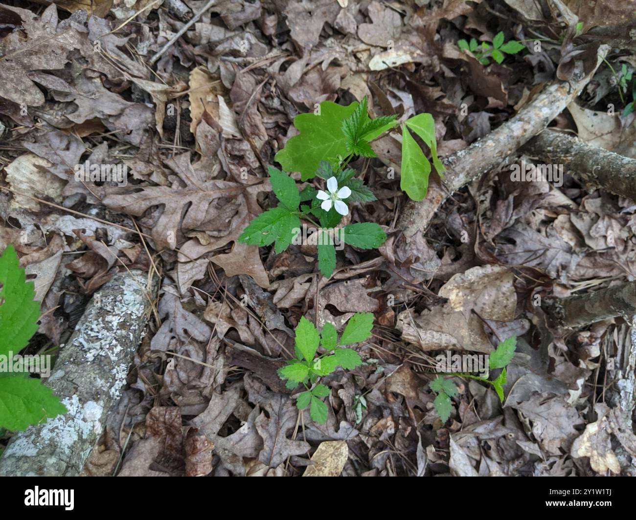 Common Dewberry (Rubus flagellaris) Plantae Stock Photo - Alamy