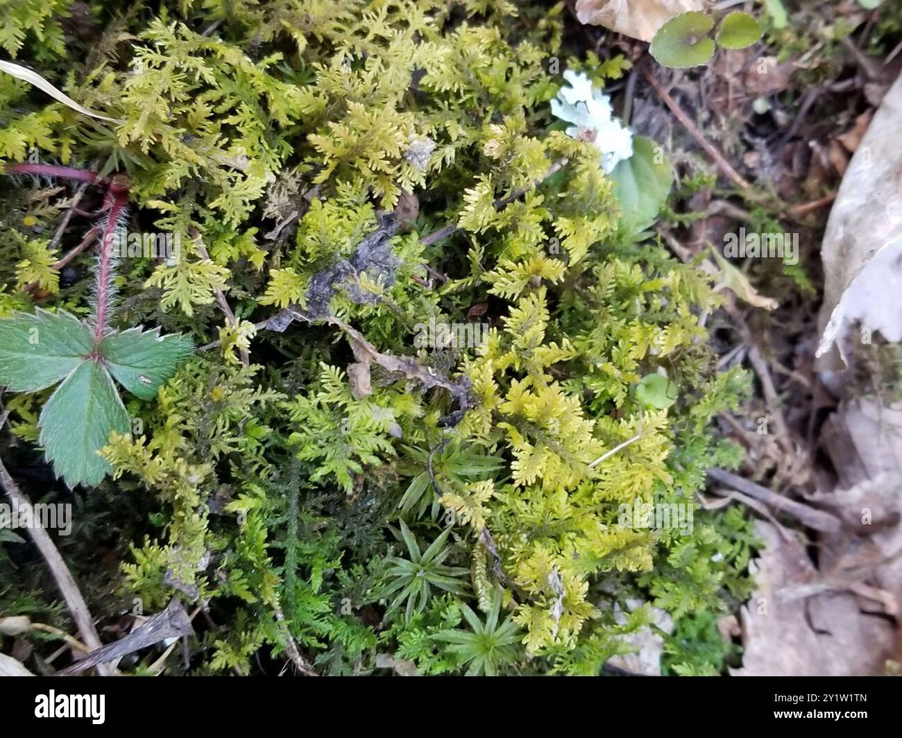 delicate fern moss (Thuidium delicatulum) Plantae Stock Photo - Alamy