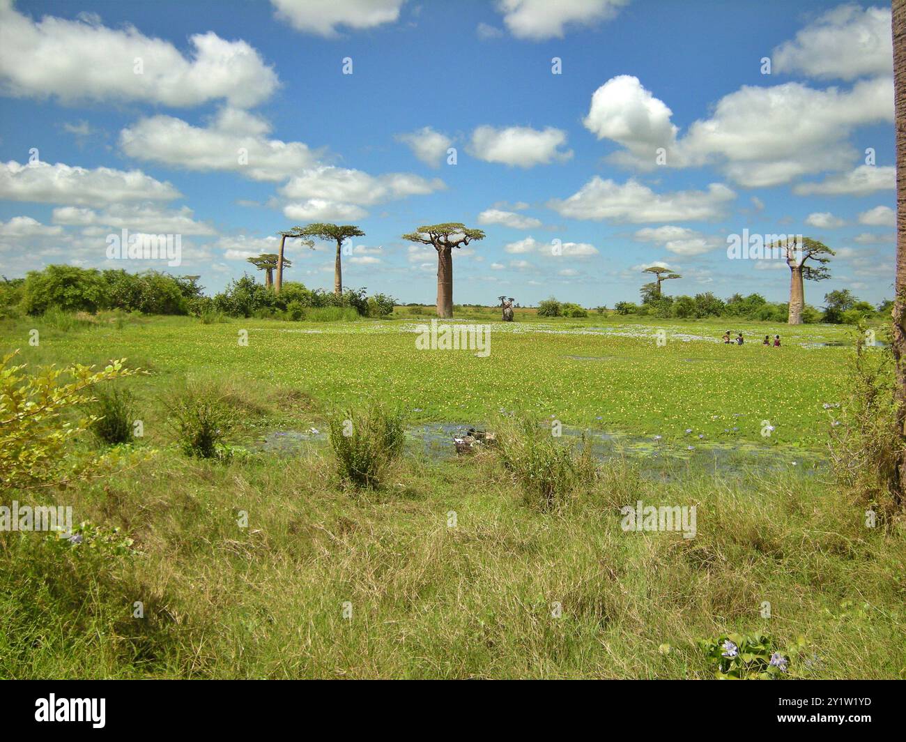 Baobab trees in Morondava, Madagascar Stock Photo - Alamy