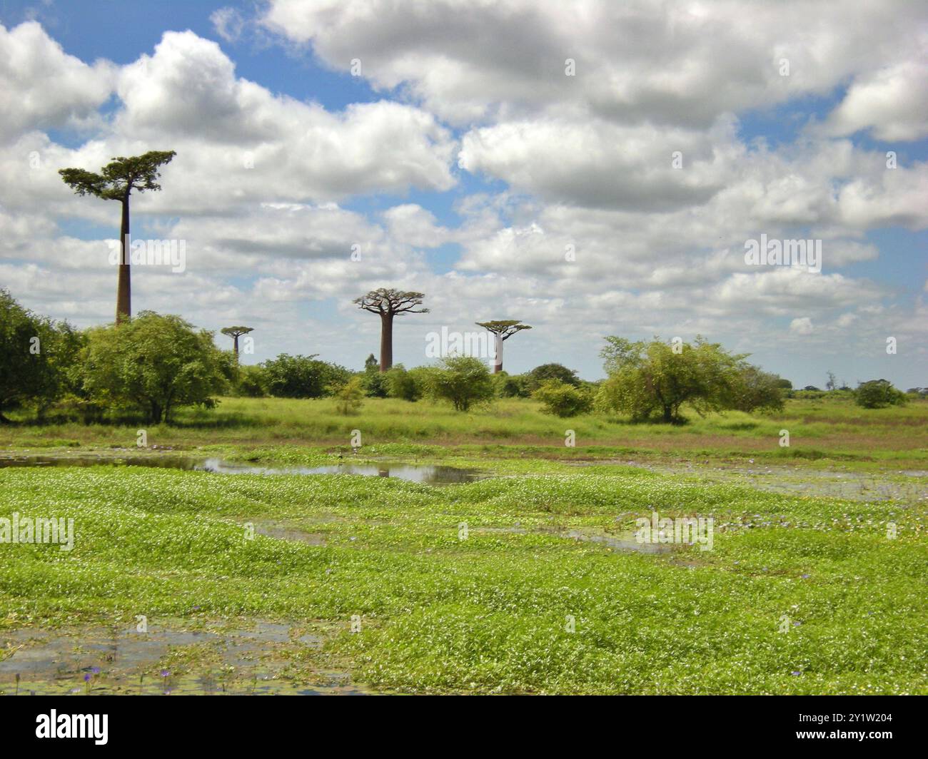 Baobab trees in Morondava, Madagascar Stock Photo - Alamy