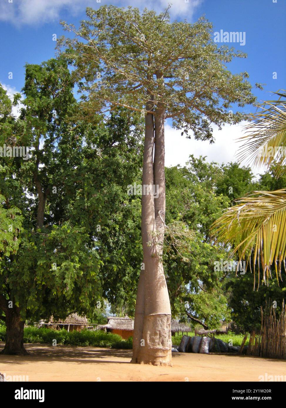 Baobab tree in Morondava, Madagascar Stock Photo - Alamy