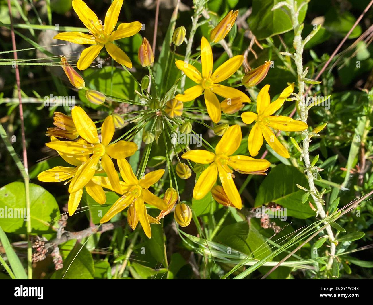 goldenstar (Bloomeria crocea) Plantae Stock Photo - Alamy