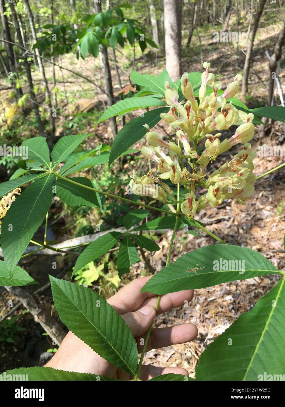 painted buckeye (Aesculus sylvatica) Plantae Stock Photo - Alamy
