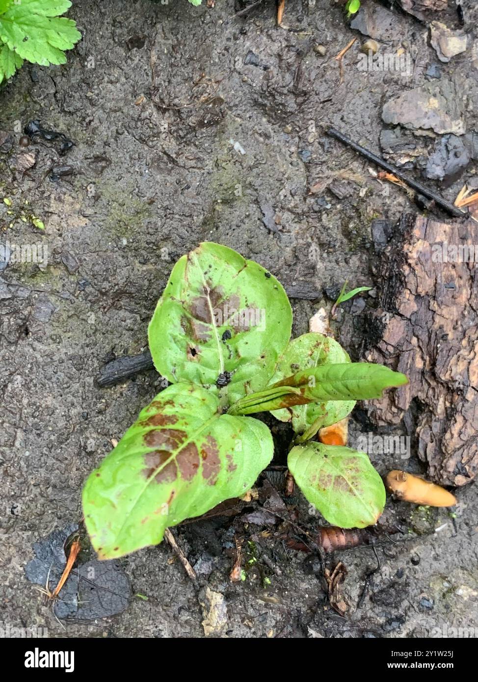 American jumpseed (Persicaria virginiana) Plantae Stock Photo - Alamy