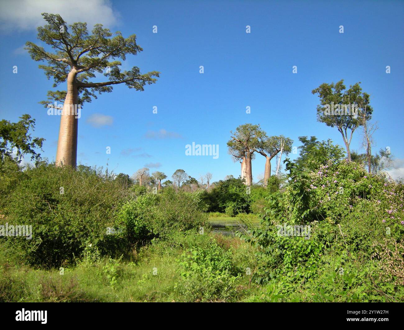 Baobab trees in Morondava, Madagascar Stock Photo - Alamy