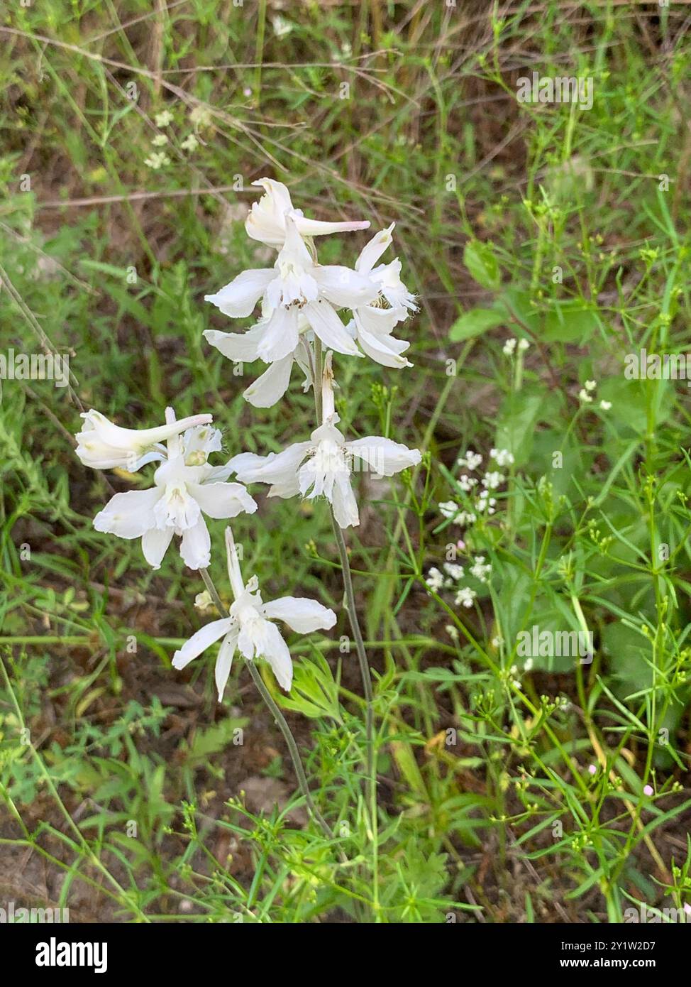 Wild Blue Larkspur (Delphinium carolinianum) Plantae Stock Photo - Alamy