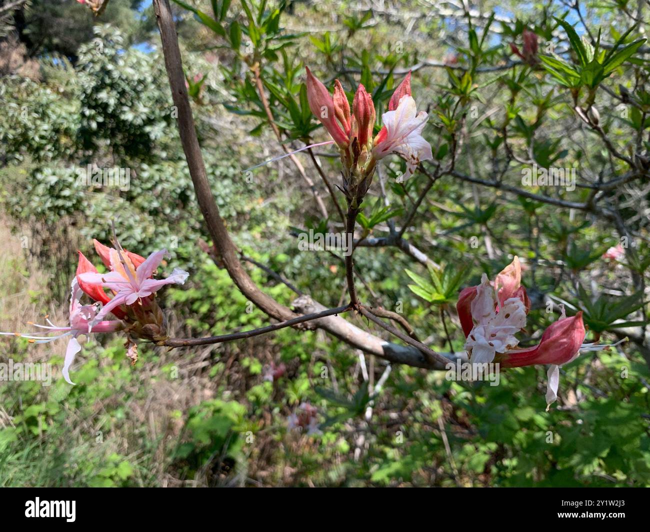 western azalea (Rhododendron occidentale) Plantae Stock Photo - Alamy