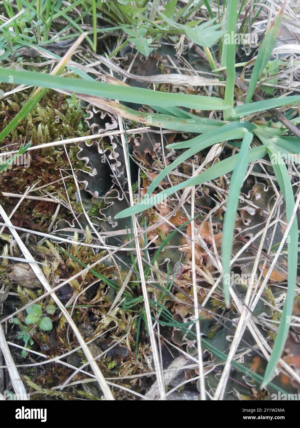 many-fruited pelt lichen (Peltigera polydactylon) Fungi Stock Photo - Alamy