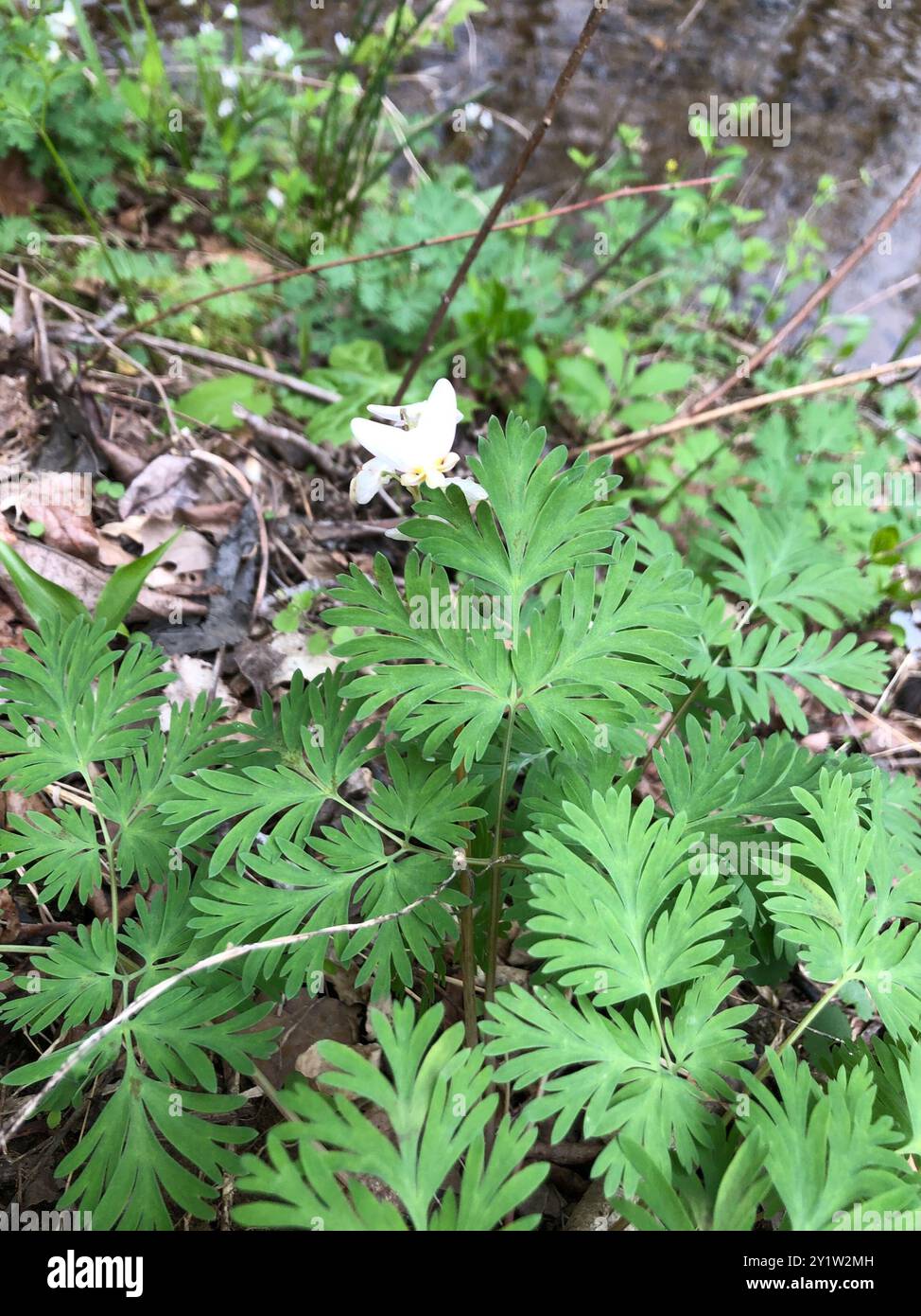 Dutchman's breeches (Dicentra cucullaria) Plantae Stock Photo - Alamy