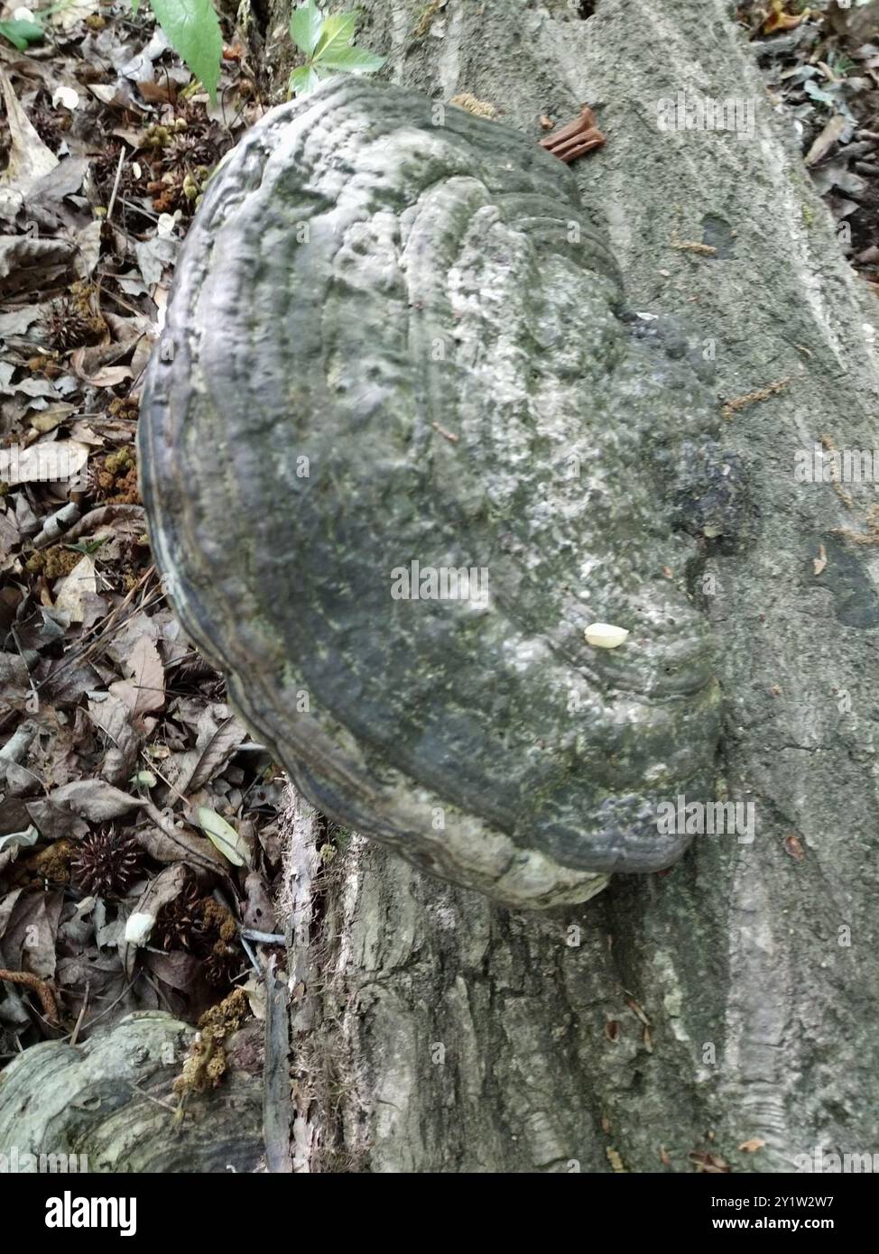 Southern Clam Shell (Fomes fasciatus) Fungi Stock Photo - Alamy